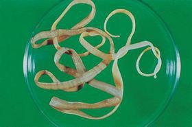 PARASITOLOGIA GENERAL : HELMINTOS