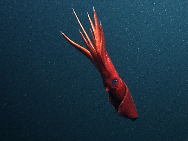 Un calamar embarazó a una mujer | BOMBEROS SAN RAFAEL