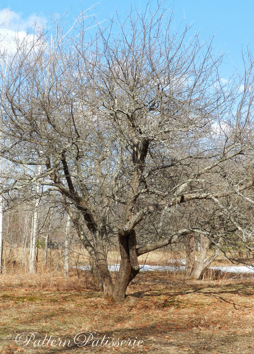 patternpatisserie: Simple sublime Maple Syrup Tarts