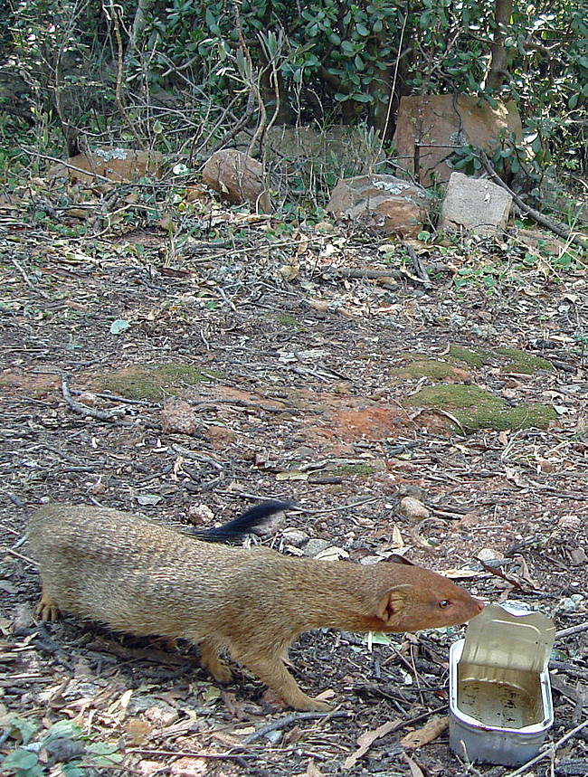 Remote Camera Trap - South Africa: Magaliesberg Mongeese