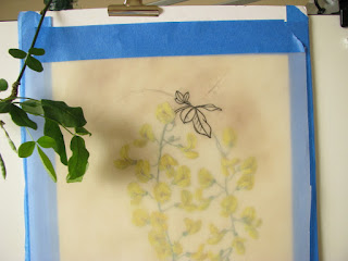 How to Draw Laburnum Trees - Peters Doper1989