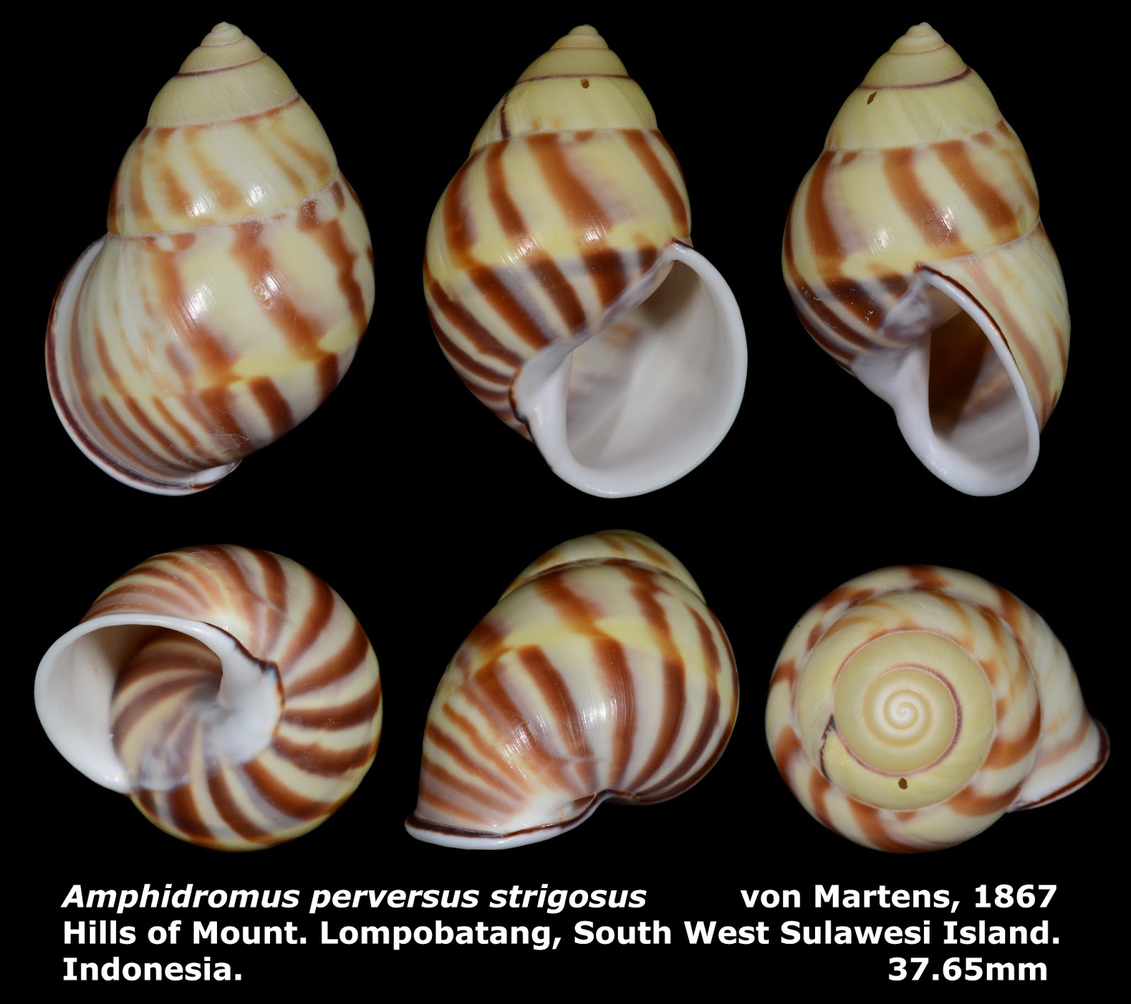Dr. Lee's Gallery Museum: Amphidromus perversus strigosus 37.65 to 48.96mm