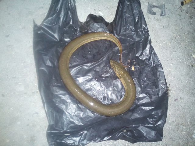 Tips Sukses Cara Ternak Belut untuk Pemula