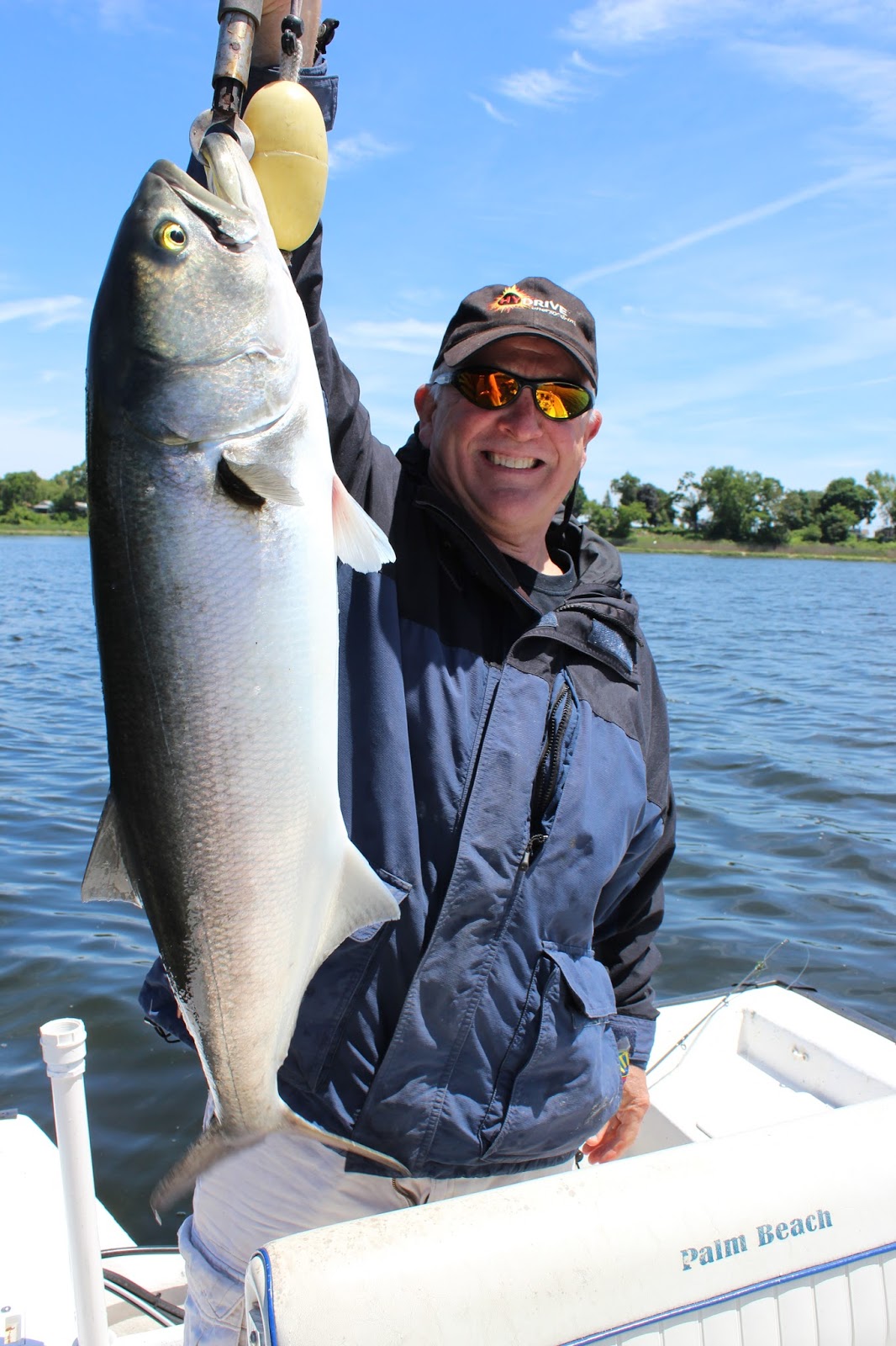 Rhode Island Striped Bass: Mother of All Bluefish Landed on a WILD Day