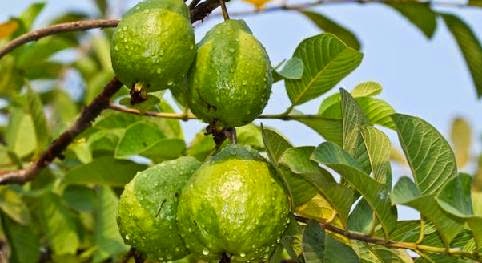 Planting Lambo Guava at home | Indonesian Fruit at Home