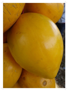 Apoteker Peduli: Sawo Mentega (Pouteria campechiana)