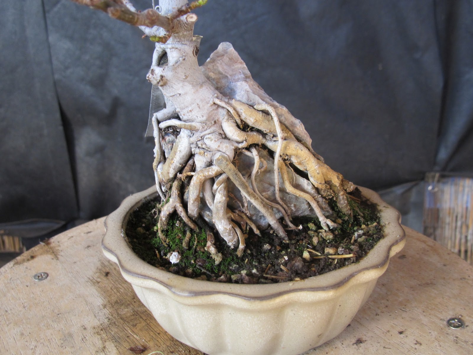 bonsaibp's bonsai blog: Root over rock 101