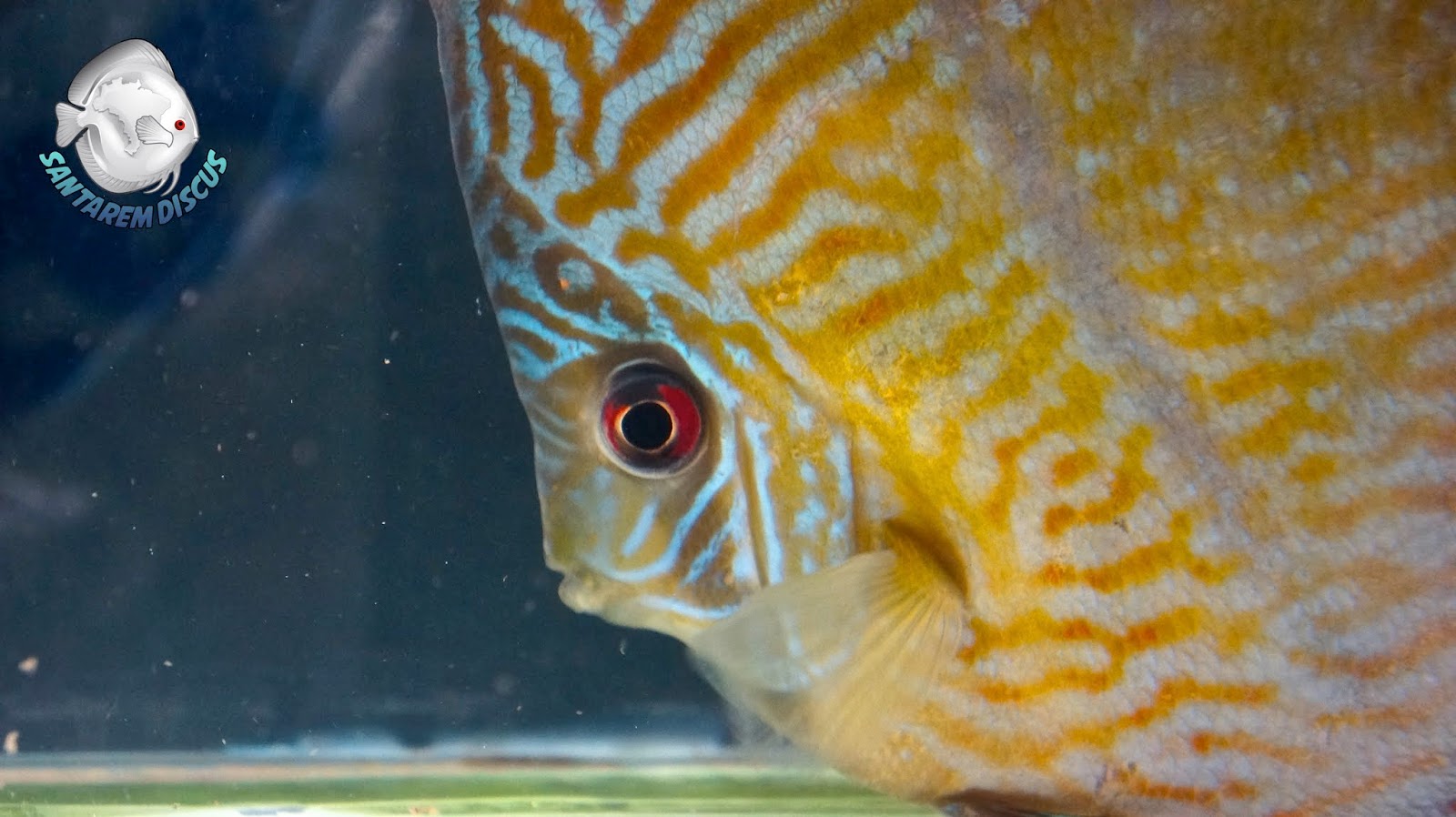Discus Since 1987 : The Most Rare Wild Discus