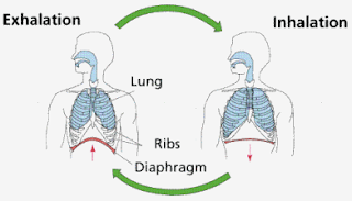 It's Not Normal; It's Common: The Core: Week 3. Diaphragmatic breathing ...