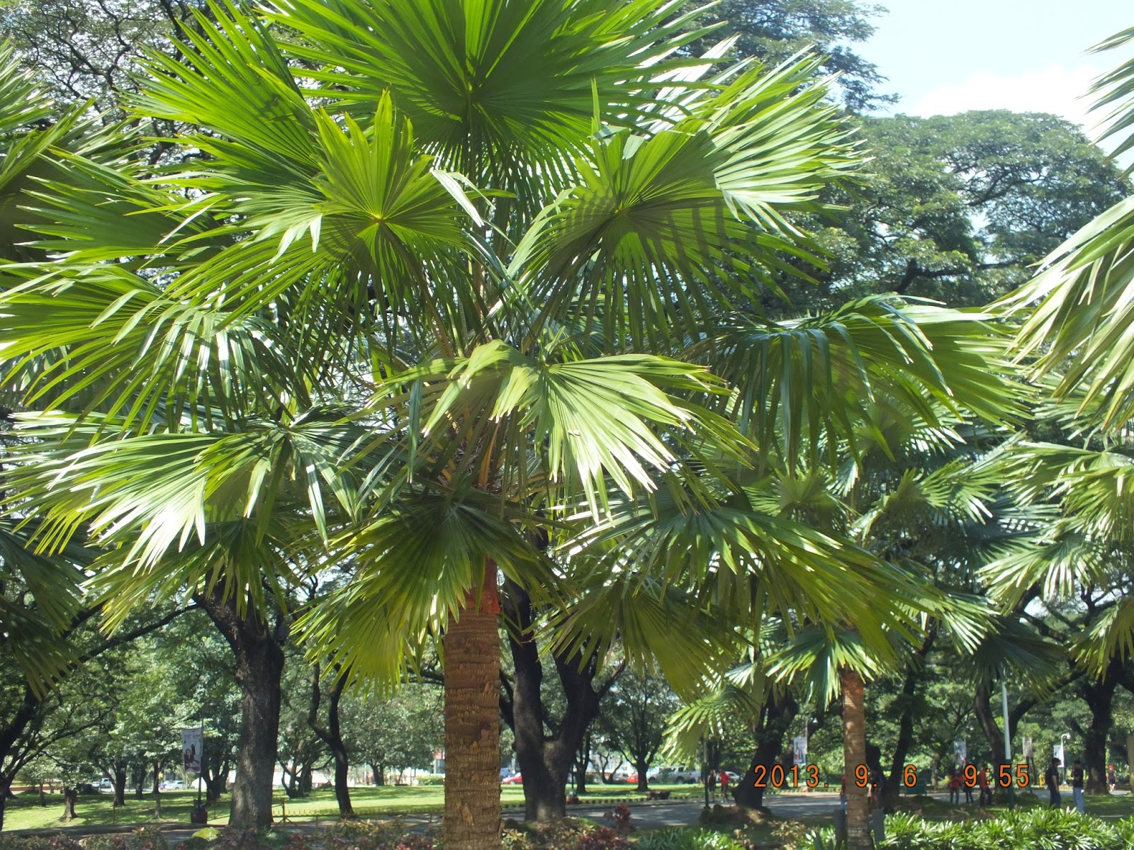Photography with Dr. Ernie.: native trees: the Anahaw, Levistonia ...