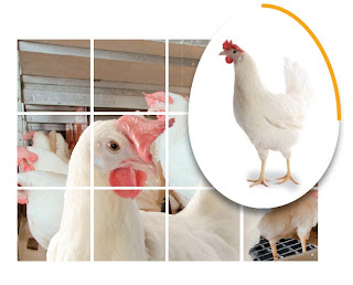 Day Old Lohmann LSL classic Layer ~ J&B Poultry Complex