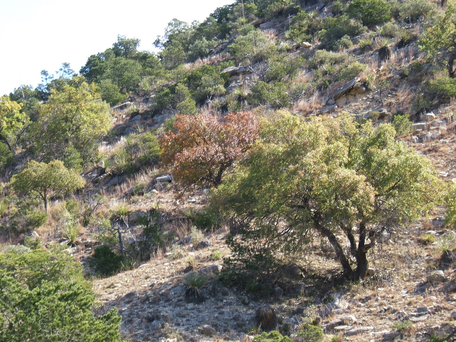 Chisos Red Oak – A New Mexico Native Shade Tree!