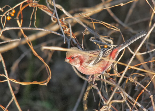 BIRDING - Kyoto, Kansai and Japan: finches