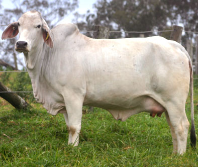 TIRAKAT MANDIRI: Jenis dan Nama Sapi