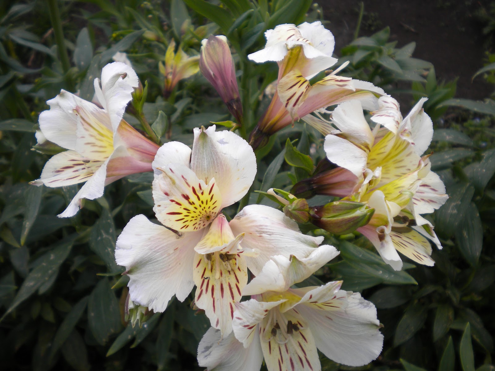 fitohibridando astromelia