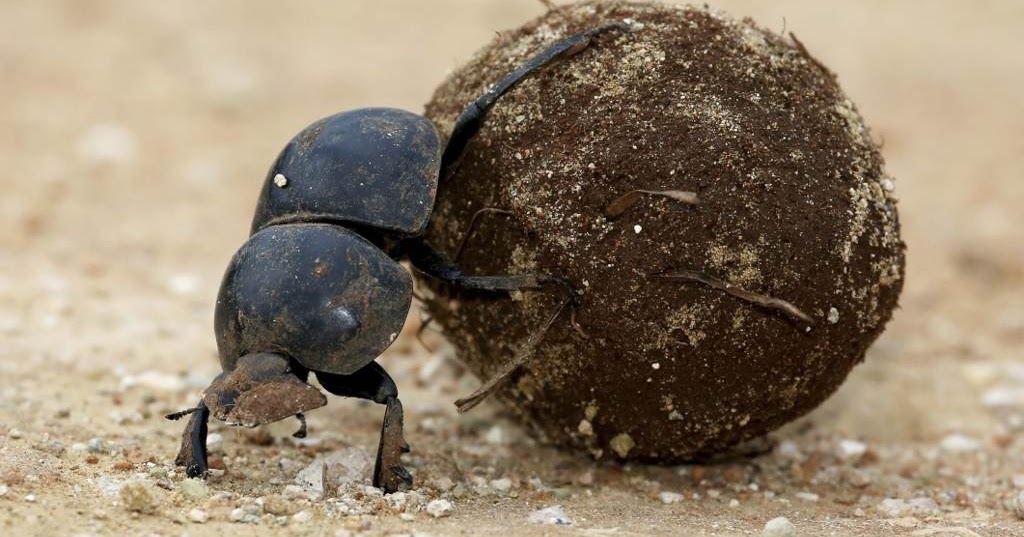 Animales curiosos: ¿Por qué el escarabajo pelotero hace bolas con caca?