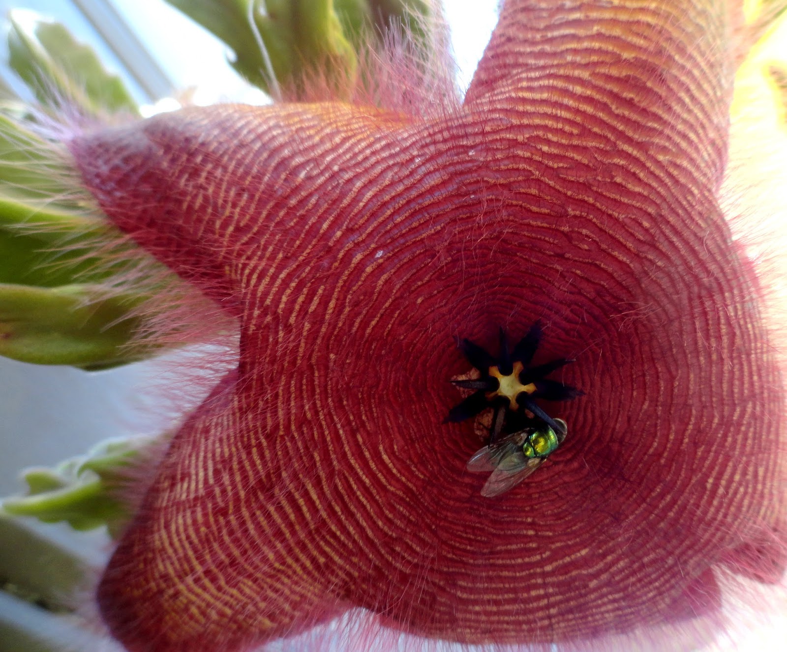 danger garden: Stinky, but fascinating...