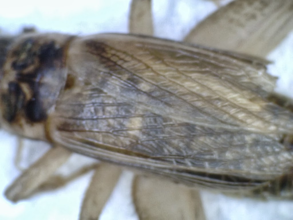 Explore Science Beyond the Classroom: Crickets in the Classroom and ...