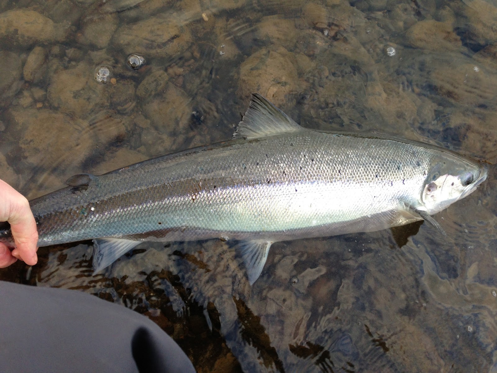 Salmon Fishing Scotland.: Salmon Fishing Scotland river Tay, Perthshire ...