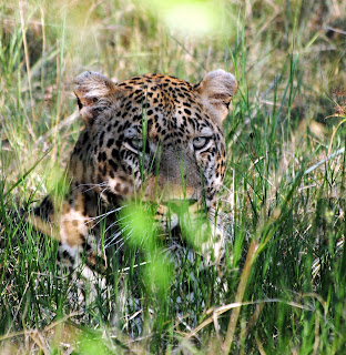 Virtual Information Project: "Duma" vs. "Chui"