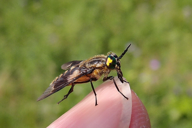 NAAR DE NOORDERZON - ONDERWEG NAAR EEN ANDER LEVEN: Goudoogdaas