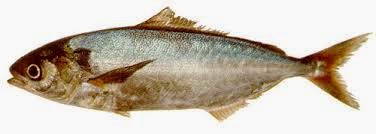 Savorin ~ EL SAUCE seafood