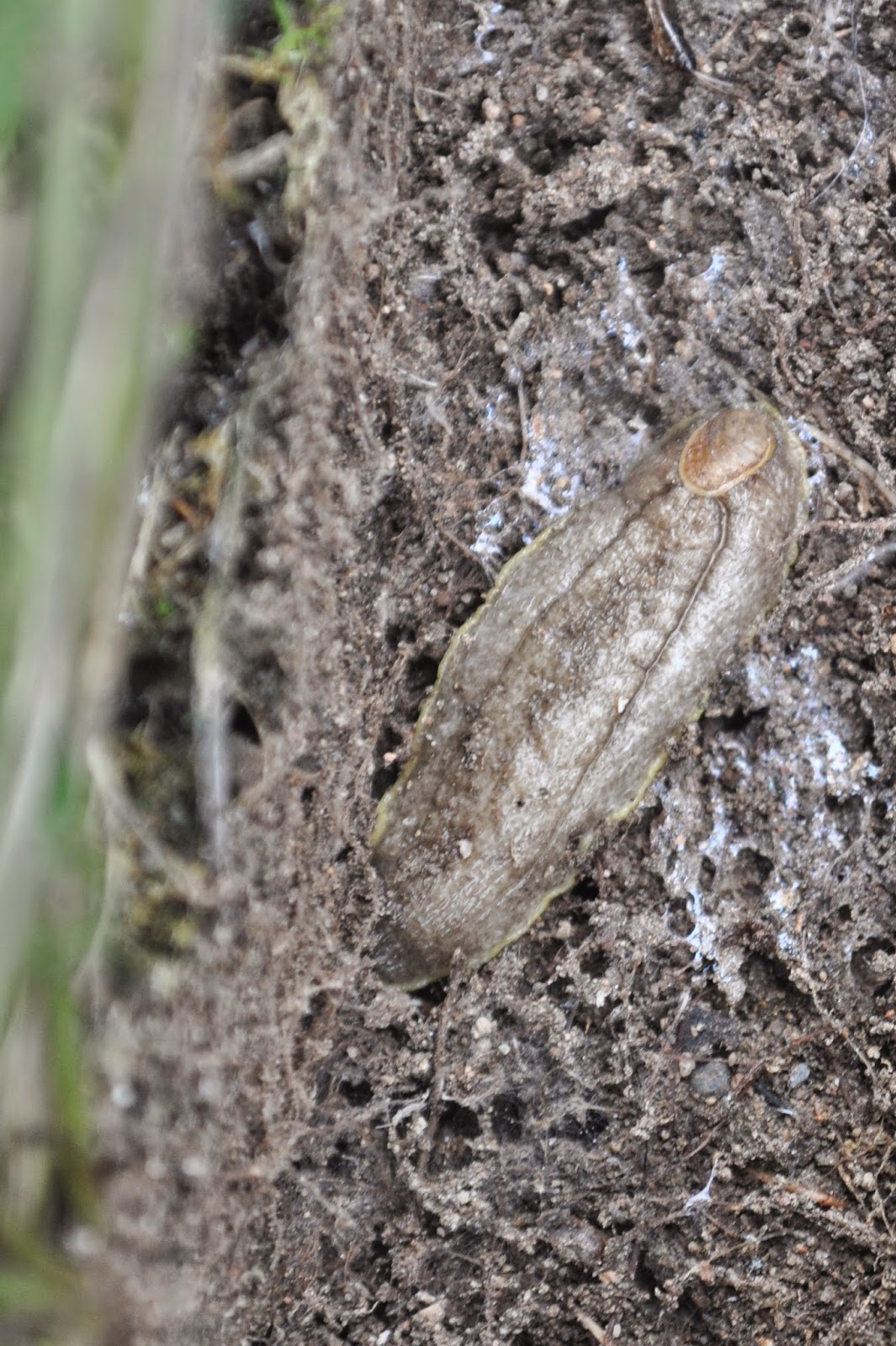 ZOOTOGRAFIANDO (6.096 ANIMALS): BABOSA CARNÍVORA / SHELLED SLUG ...