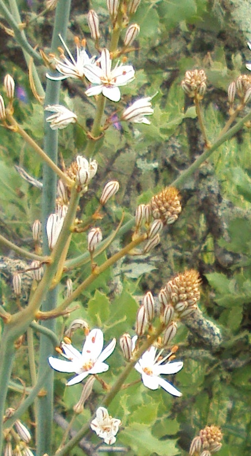 Entre jaras y encinas: Plantas con flores de color blanco o crema