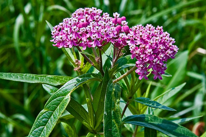 dandelions and concrete: Purple/Pink Aquatic - Wetland Flowers