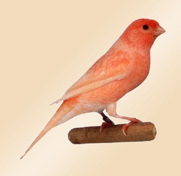 I colori dei canarini