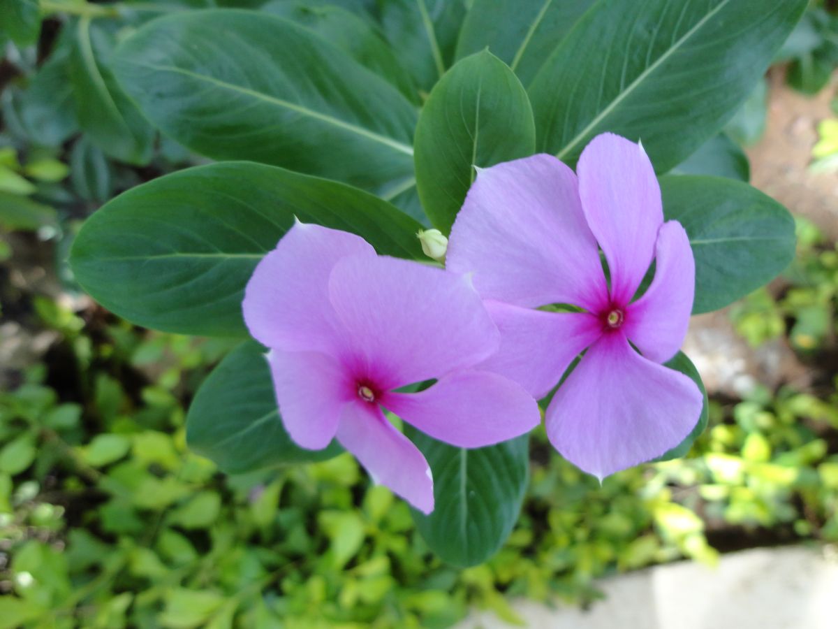 Krishna's ePages: Photo Album - Septermber 2011 - Flowers