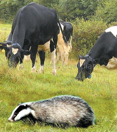 Plaid Alyn & Deeside: The Badger Cull Order