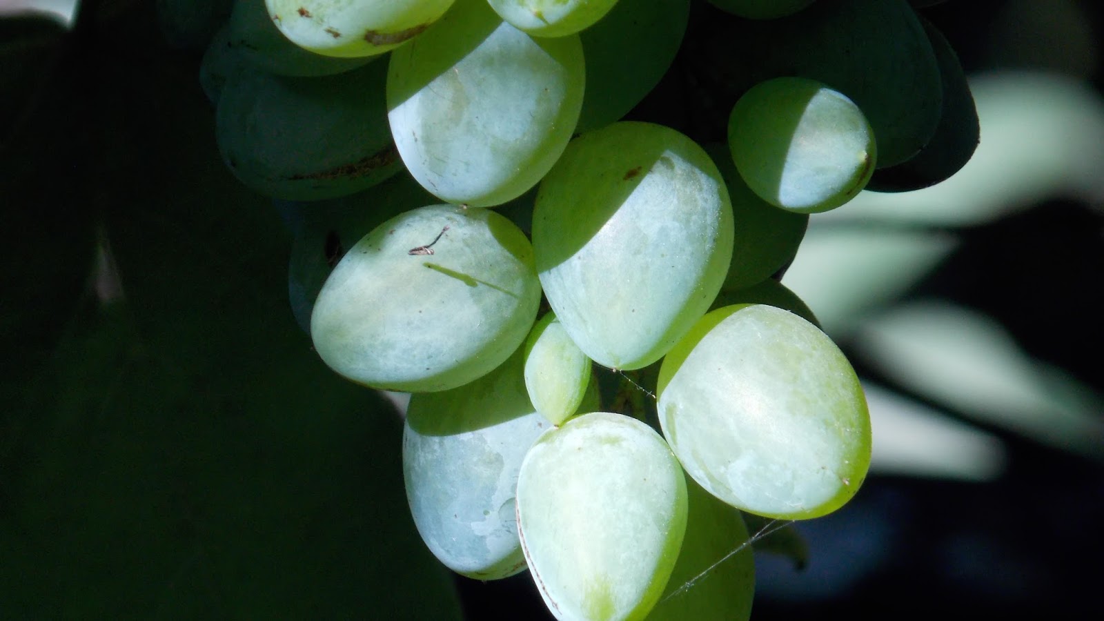 Parra de uva wallpapers HD