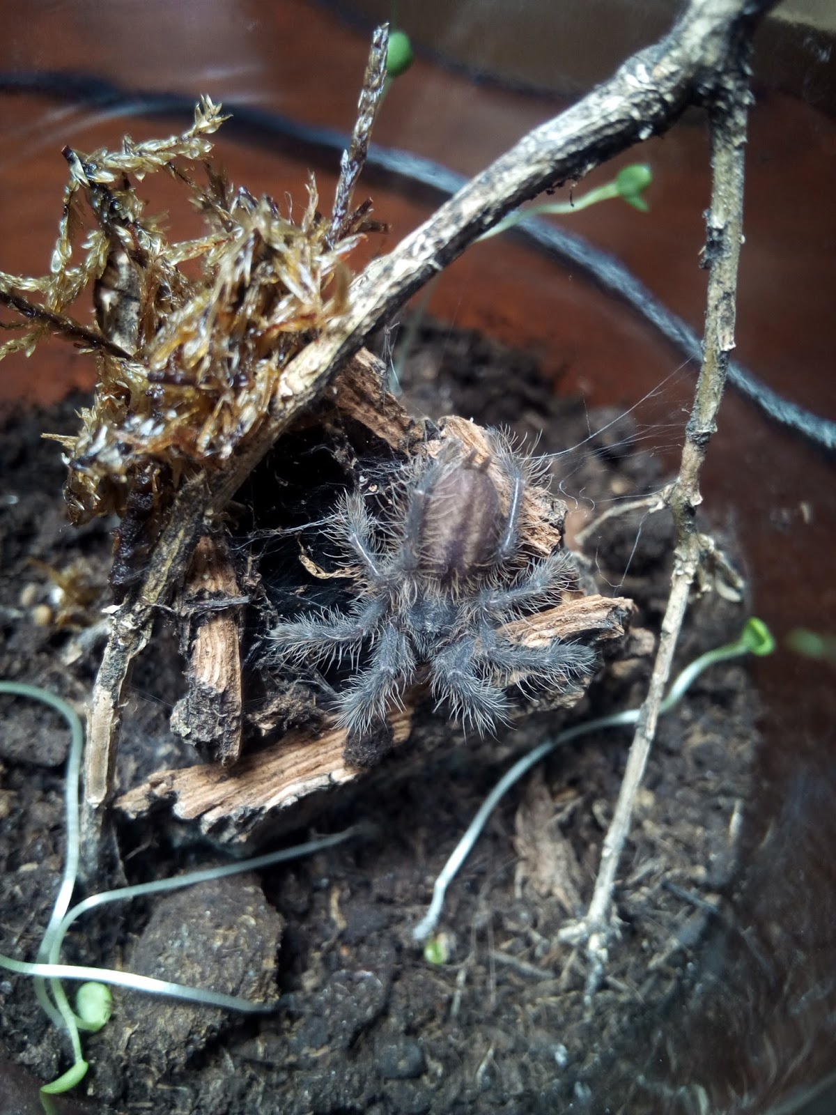 How To: Tarantula Slings