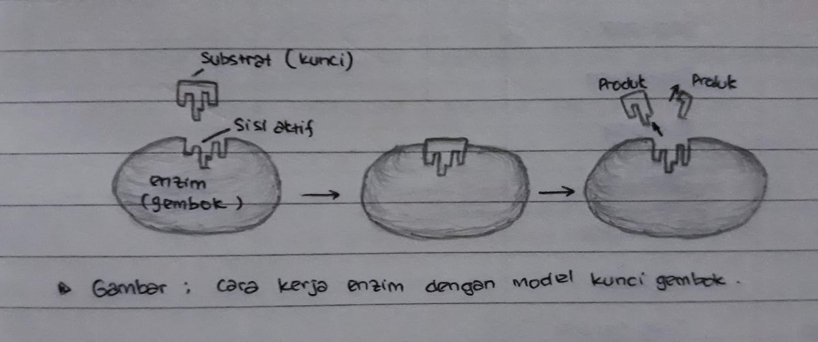 Stevani Manuhutu: ENZIM