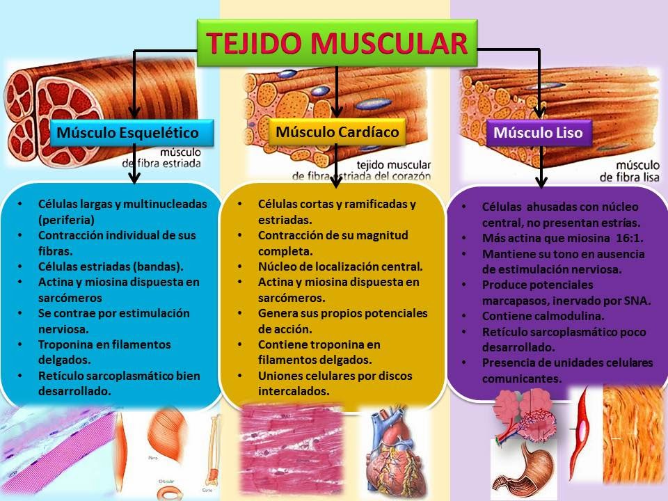 Fisioterapia para todos: Tejido Muscular