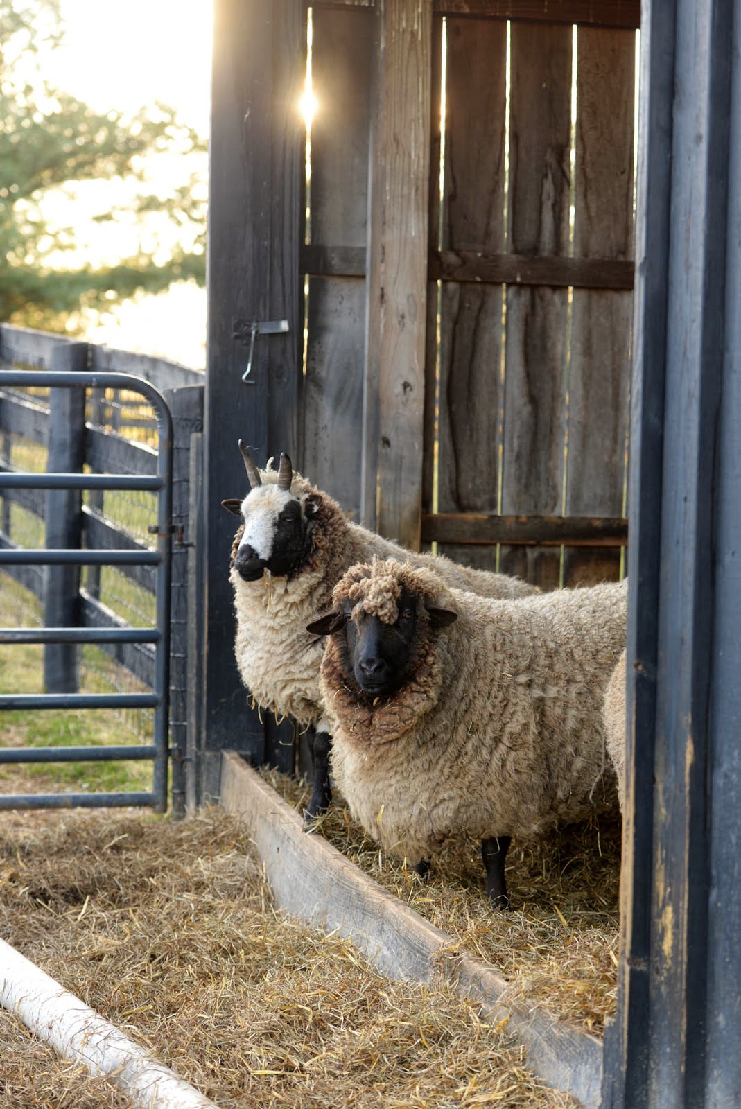 Punkin's Patch: Springing