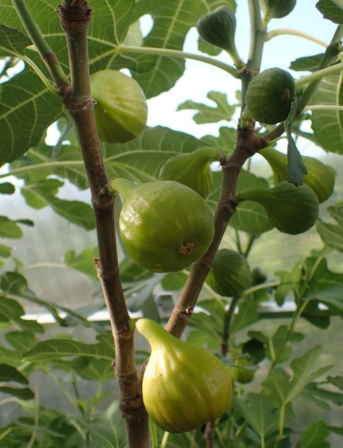 Bornholm Diamond Fig - Var Tin