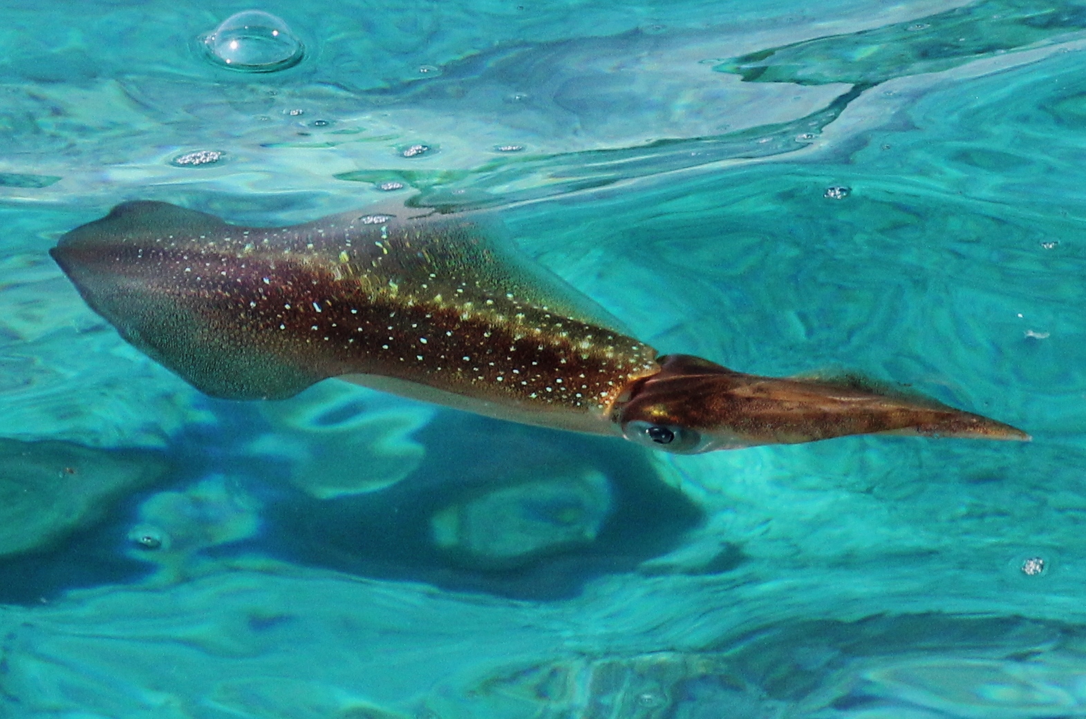 Biodiversity of Cyprus by NGO Protection of the Natural Heritage and ...