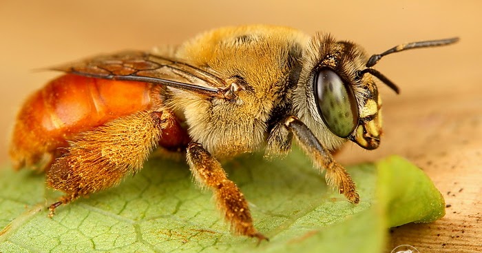 Variety of Life: Apidae