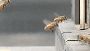 Image House | Latest Hd Wallpapers: Two Bees Crash Each Other In The ...