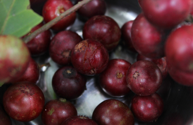 CATATAN KECIL: Buah rukam,Buah asli Indonesia yang Langka,Nikmat dan ...