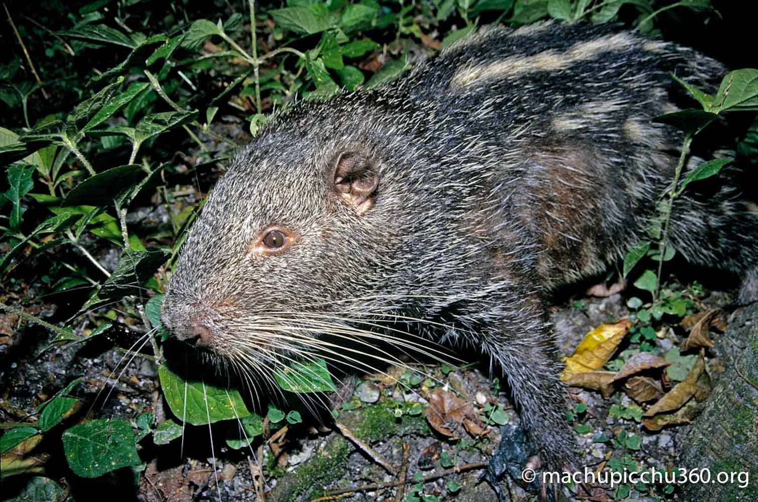 COSAS MIAS...: FAUNA DE MACHU PICCHU