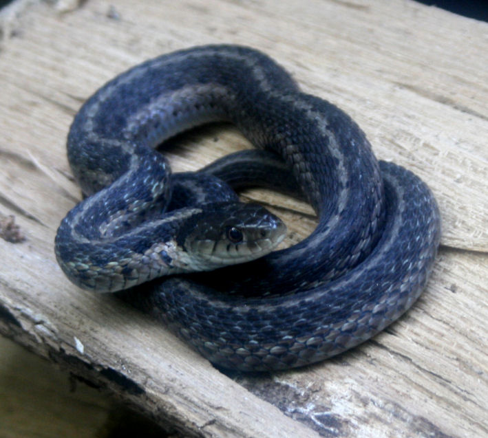 The Öko Box: Grey Snake