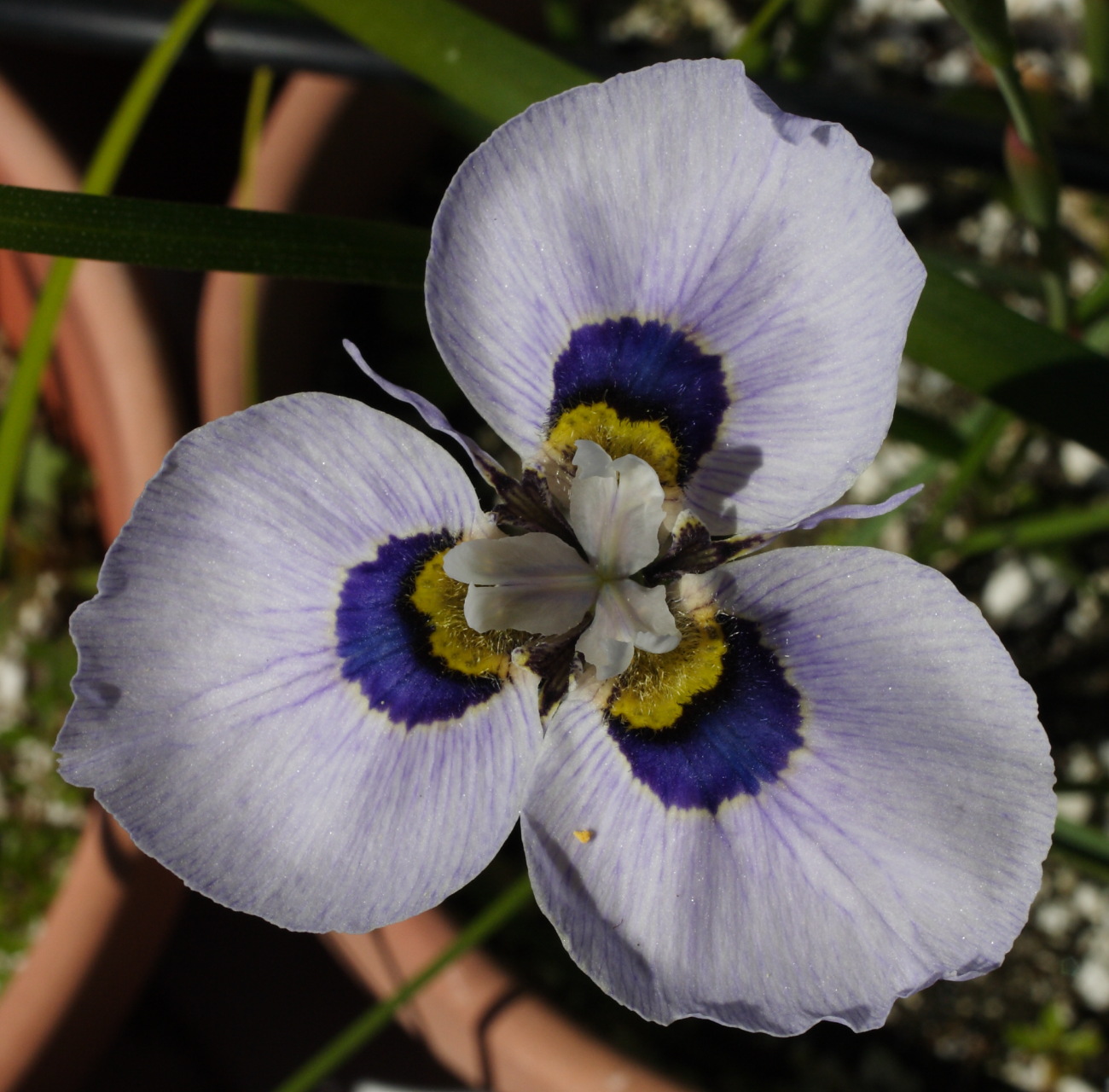 Growing Cool Plants: Moraea MM 09-02