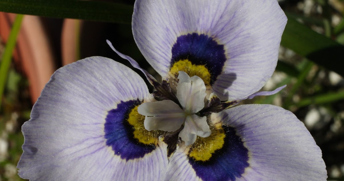 Growing Cool Plants: Moraea MM 13-142