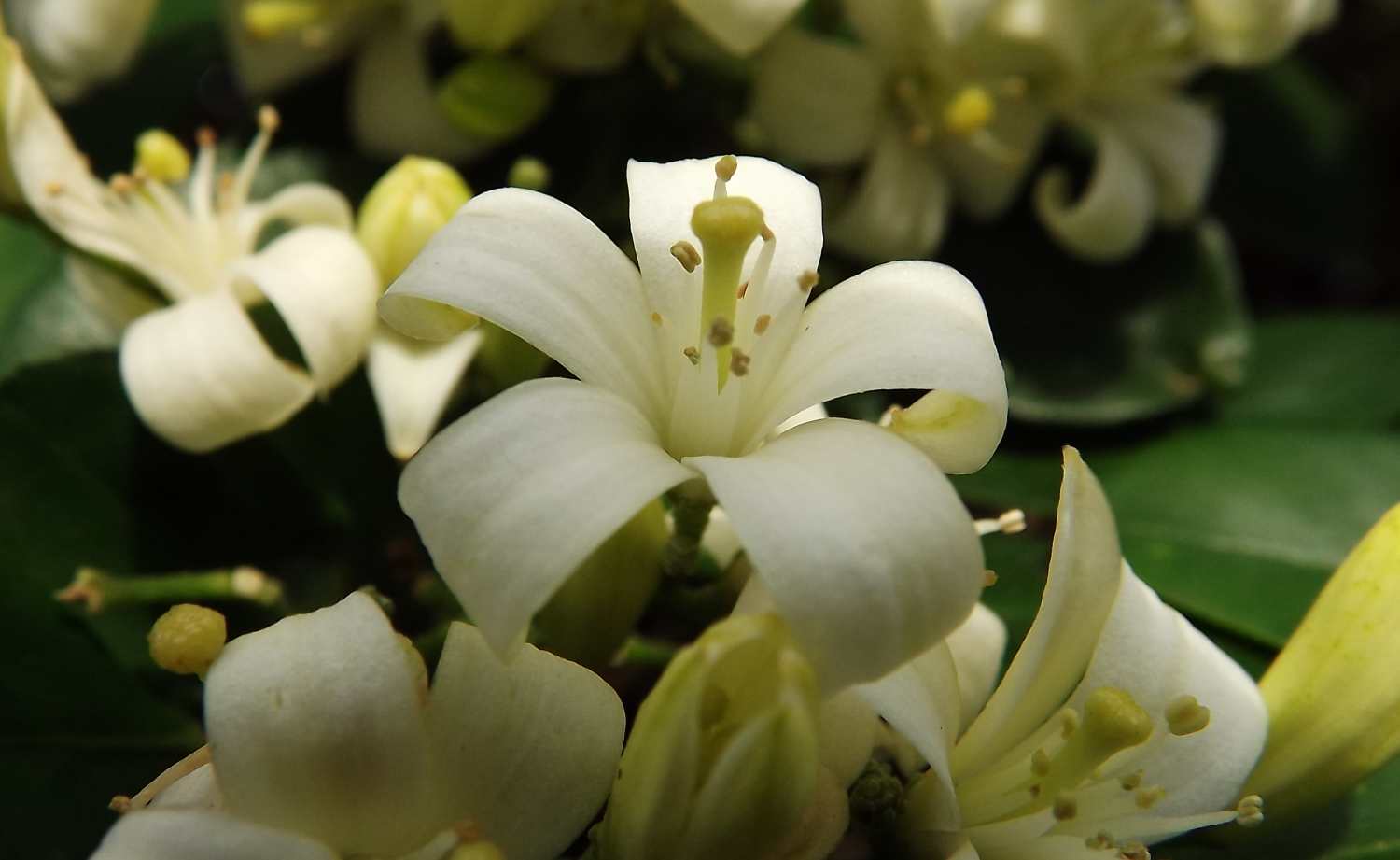 Blog do Ramon Lamar: Pequenos animais e plantas