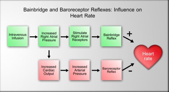 Medicine In Brief: Bainbridge Reflex and Renal Sympathetic Tone
