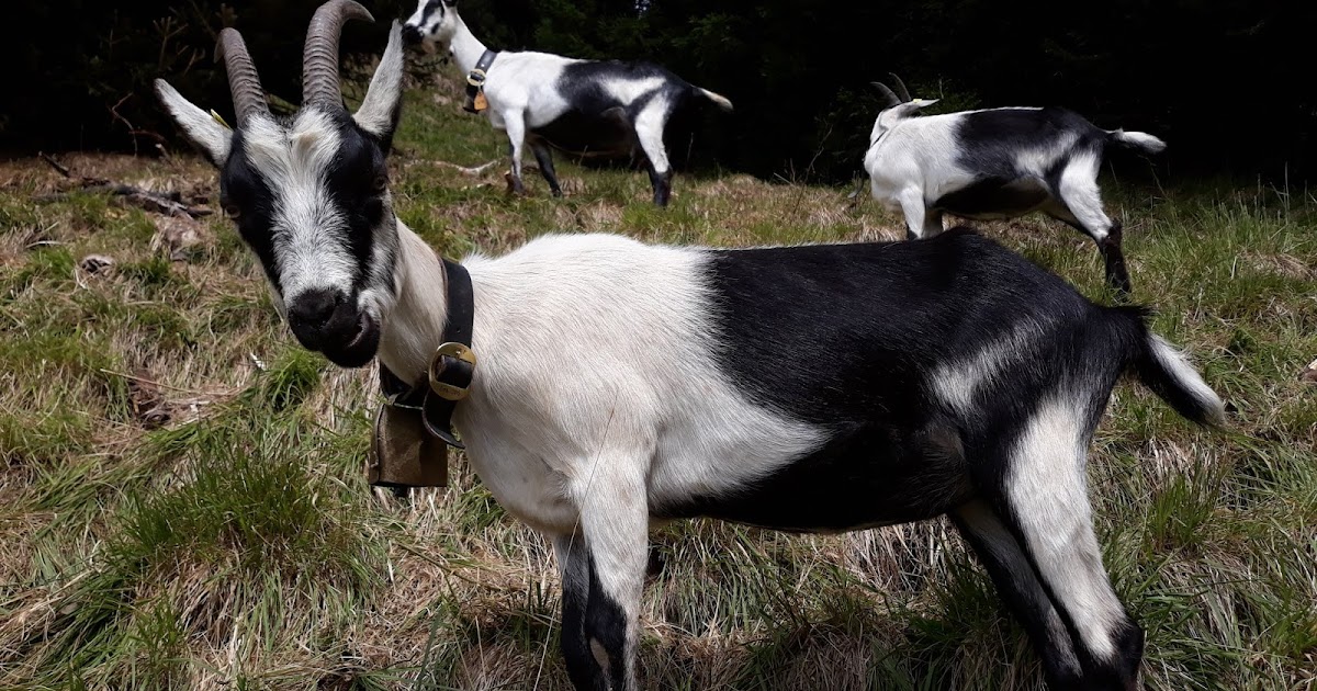 Pfauenziege GR: Galerie