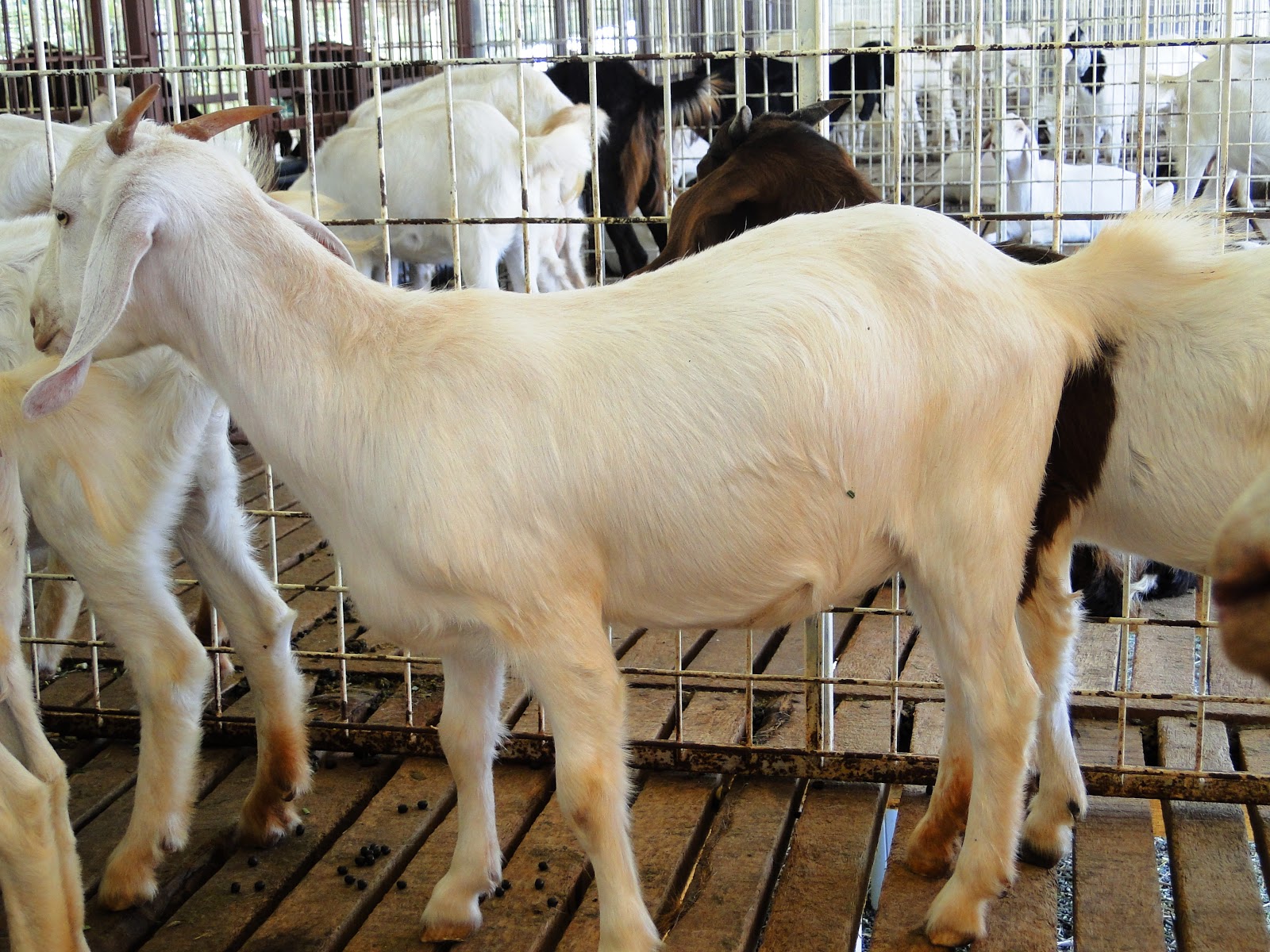 Goat Farms in Tamilnadu: Goat Farms in Tamilnadu